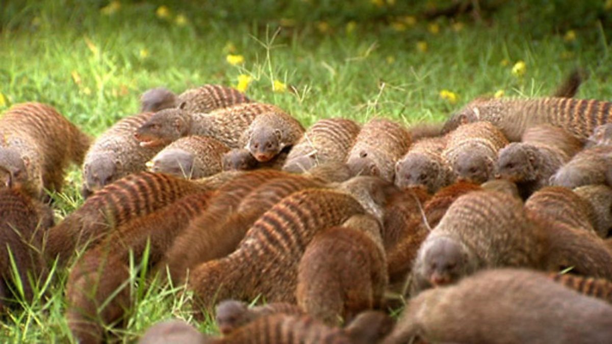 BBC Two - Banded Brothers, Episode 2, Mongoose rivalry