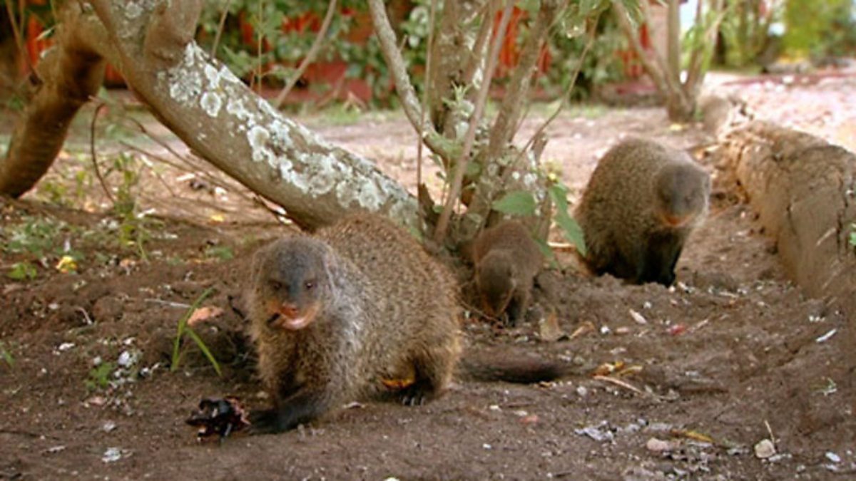 BBC Two - Banded Brothers, Episode 2, Mobsters