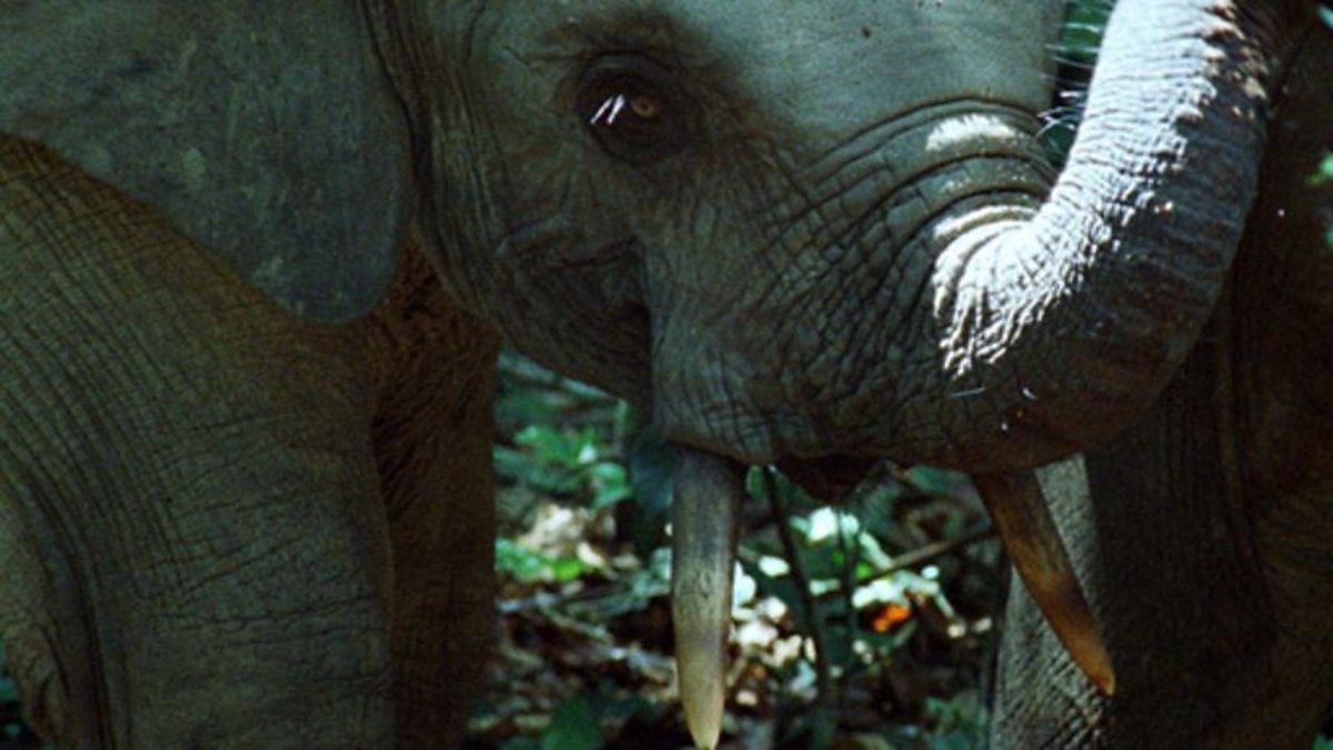 BBC Two - Wild Africa, Jungle, Food maps