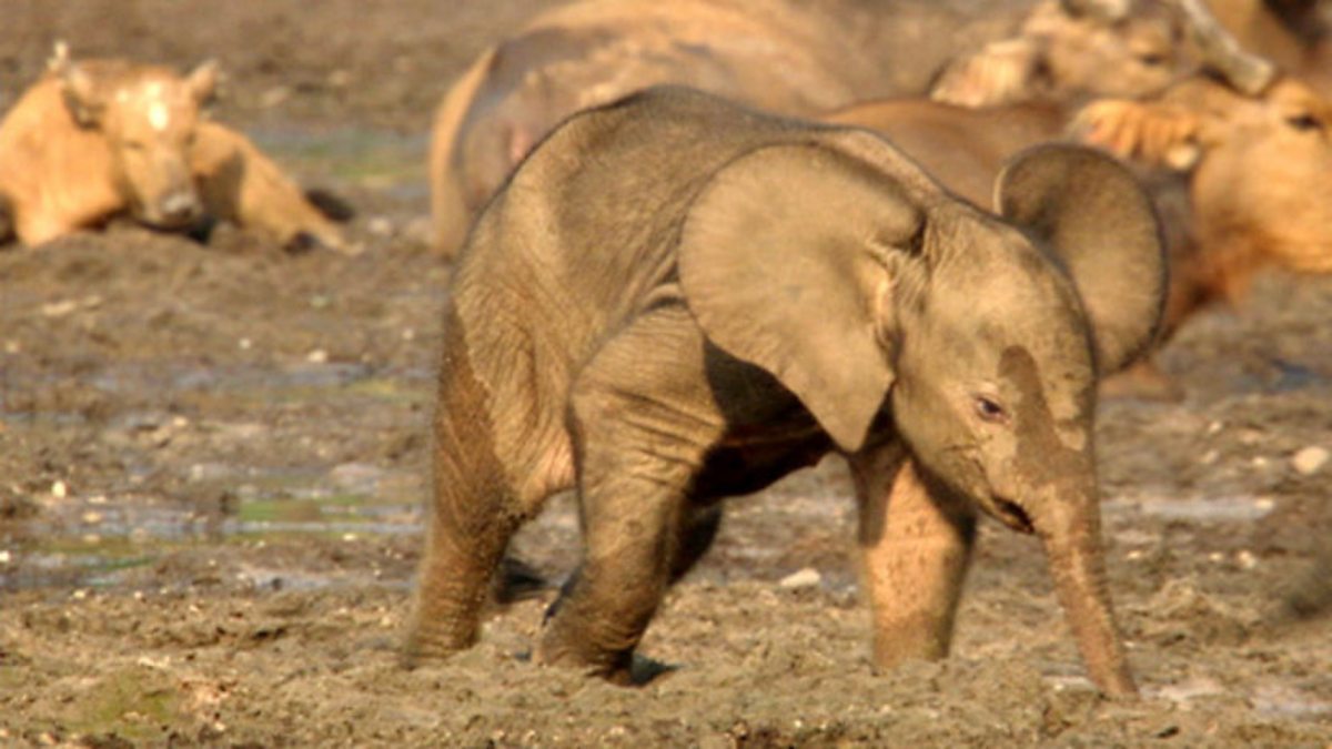 BBC Two - Natural World, 2009-2010, Forest Elephants: Rumbles in the ...
