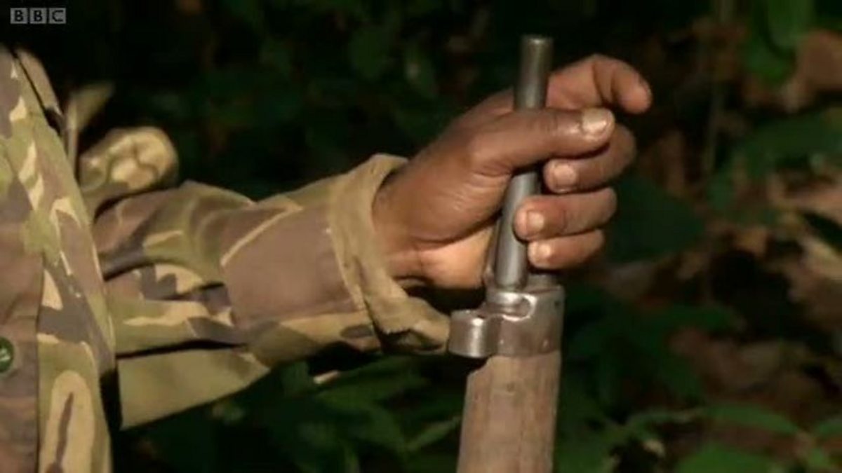 BBC Two - Natural World, 2009-2010, Forest Elephants: Rumbles in the ...