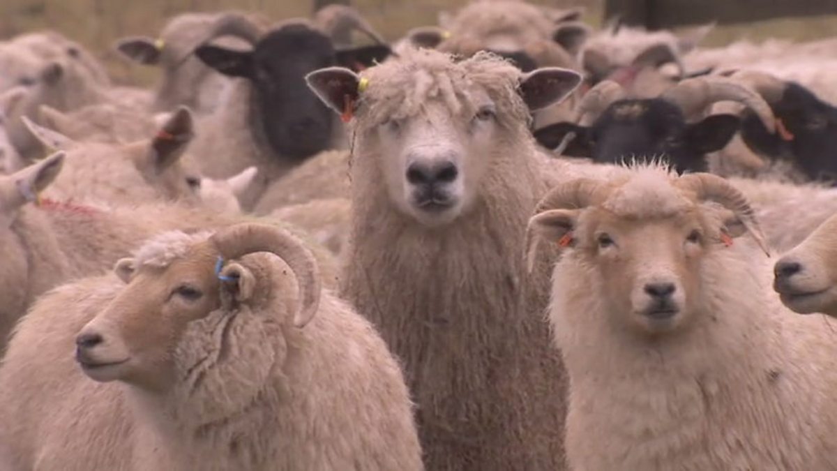 BBC Two - Lambing Live, Series 1, Episode 5, Multi-purpose sheep