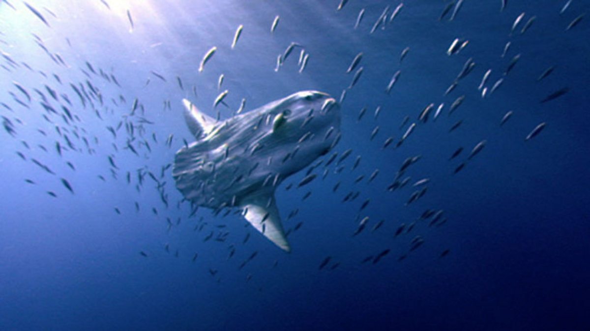 BBC One - The Blue Planet, Open Ocean, Sunfish salon