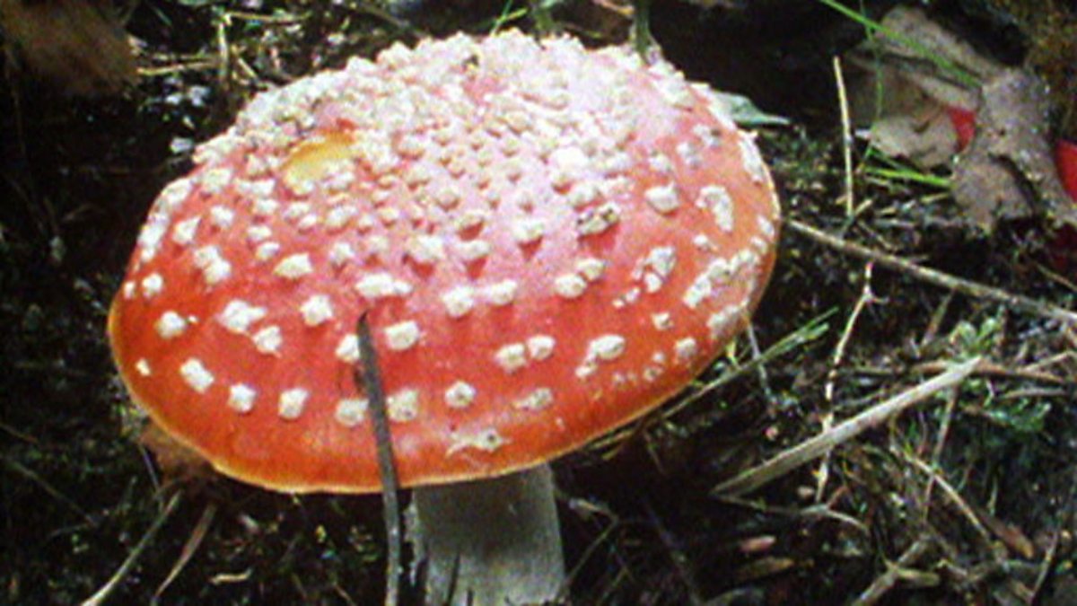 BBC Two - The Private Life of Plants, Living Together, Fungal friends