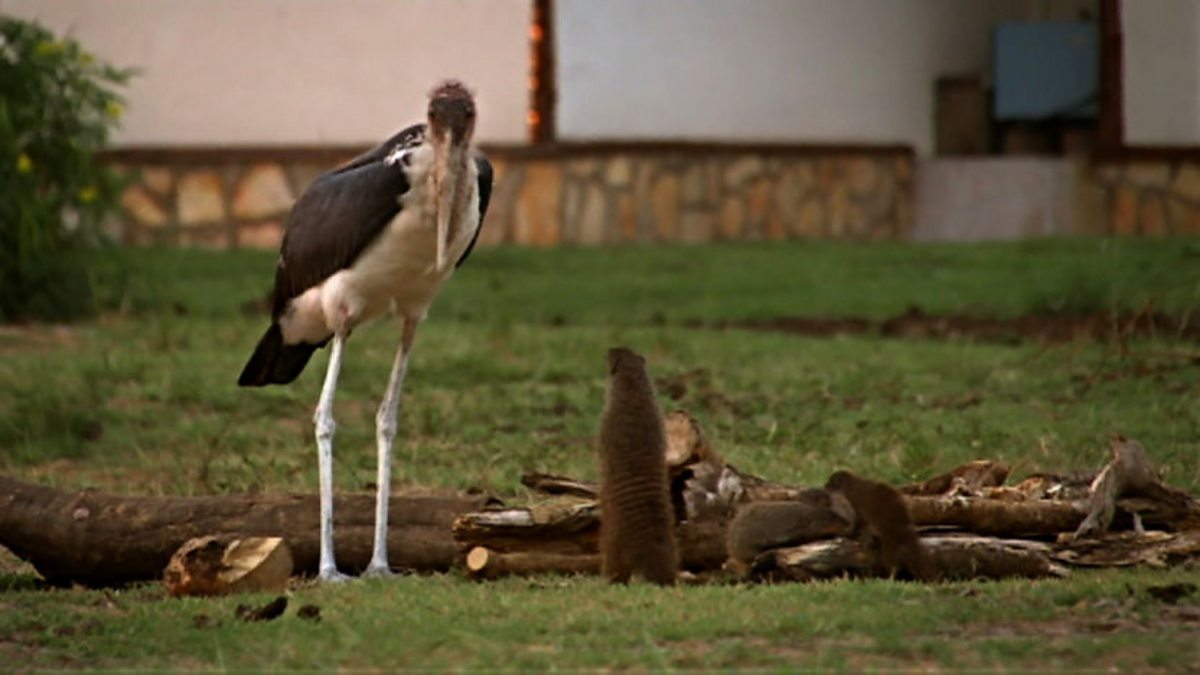 BBC Two - Banded Brothers, Episode 4, Marabou alert