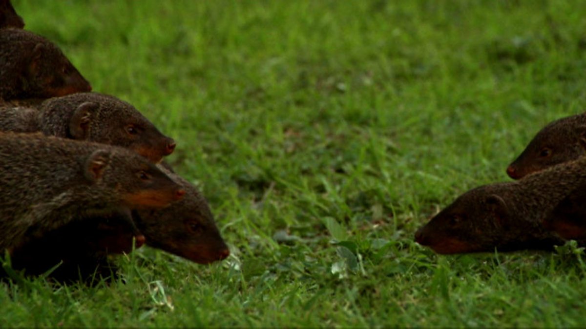 BBC Two - Banded Brothers, Episode 4, Winning Stripes