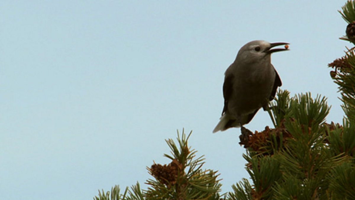 BBC Two - Yellowstone, Autumn, Pine nut stash