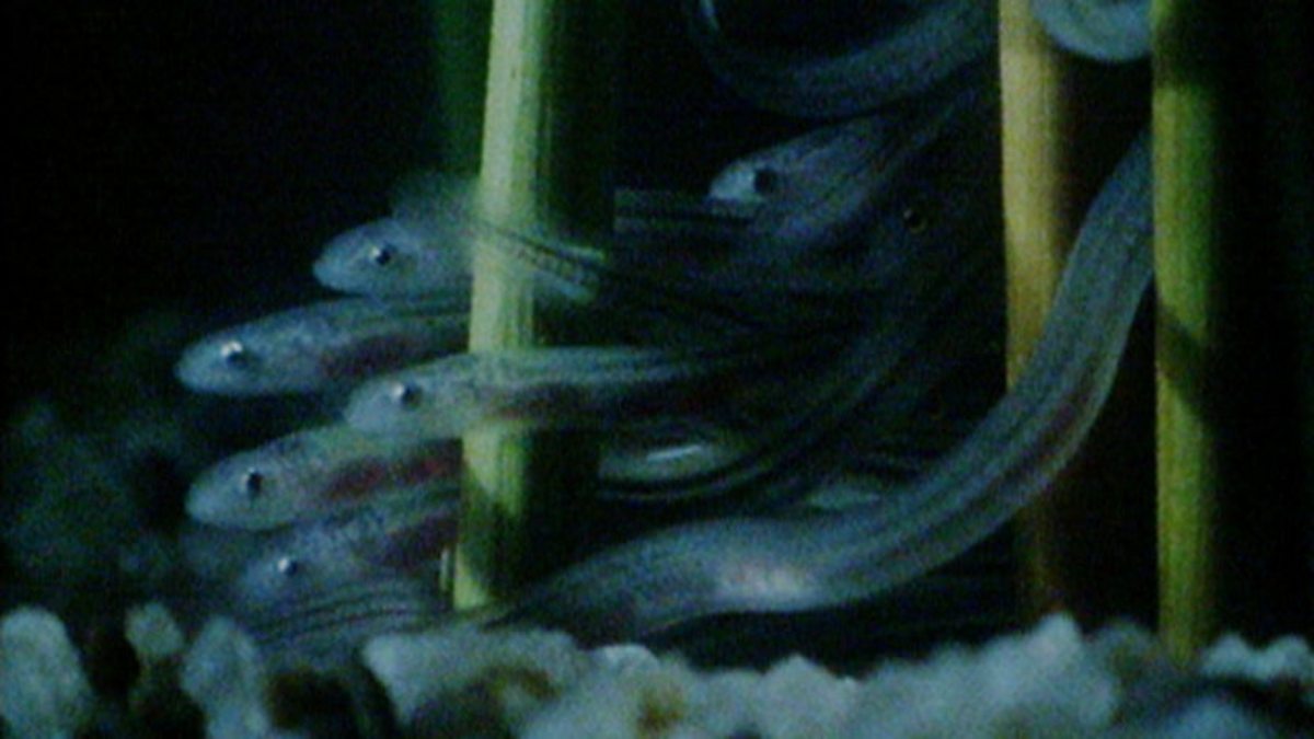 BBC One - Incredible Journeys, AN EEL'S MARATHON, Eel migration