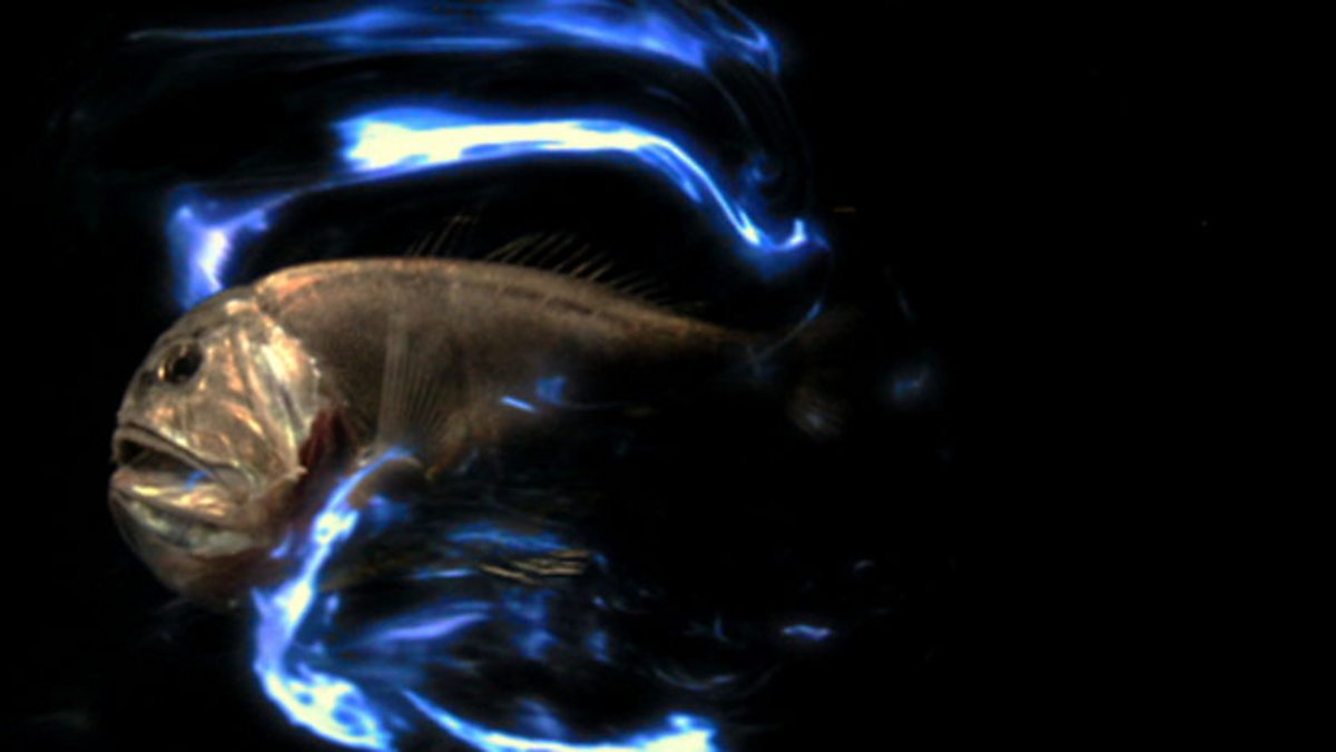 BBC One - The Blue Planet, The Deep, Tricks of light