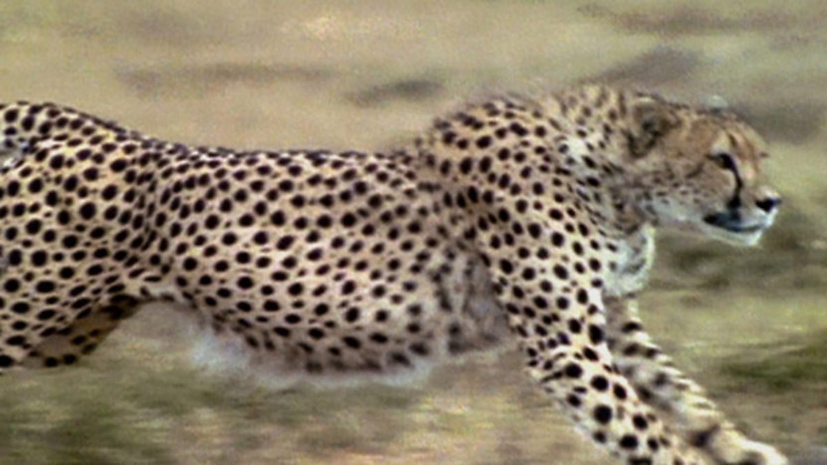 BBC One - Inside the Perfect Predator, Speed sensation