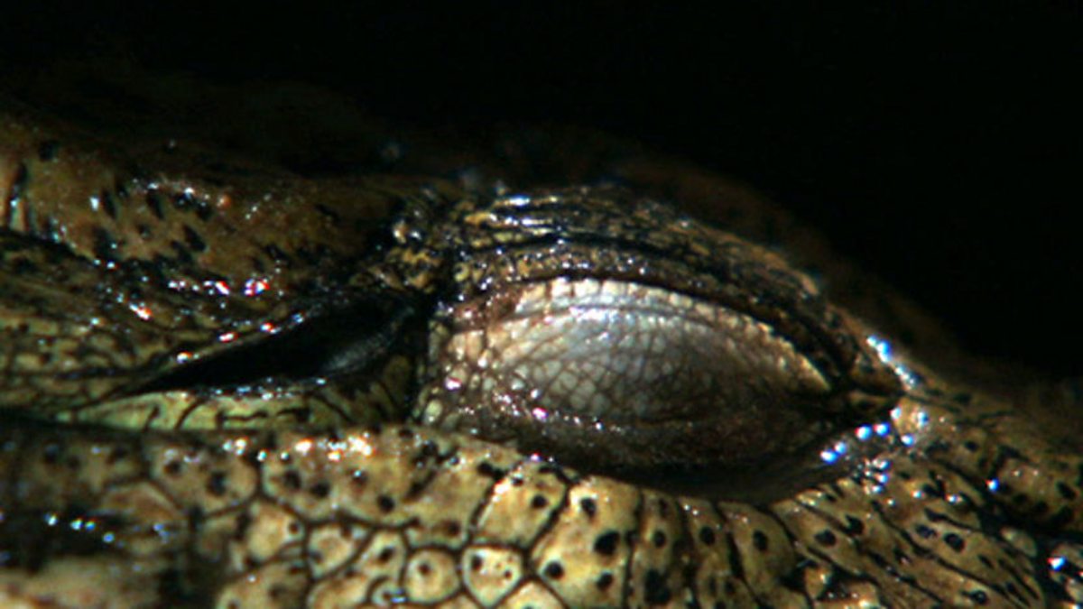BBC One - Inside the Perfect Predator, Underground crocs
