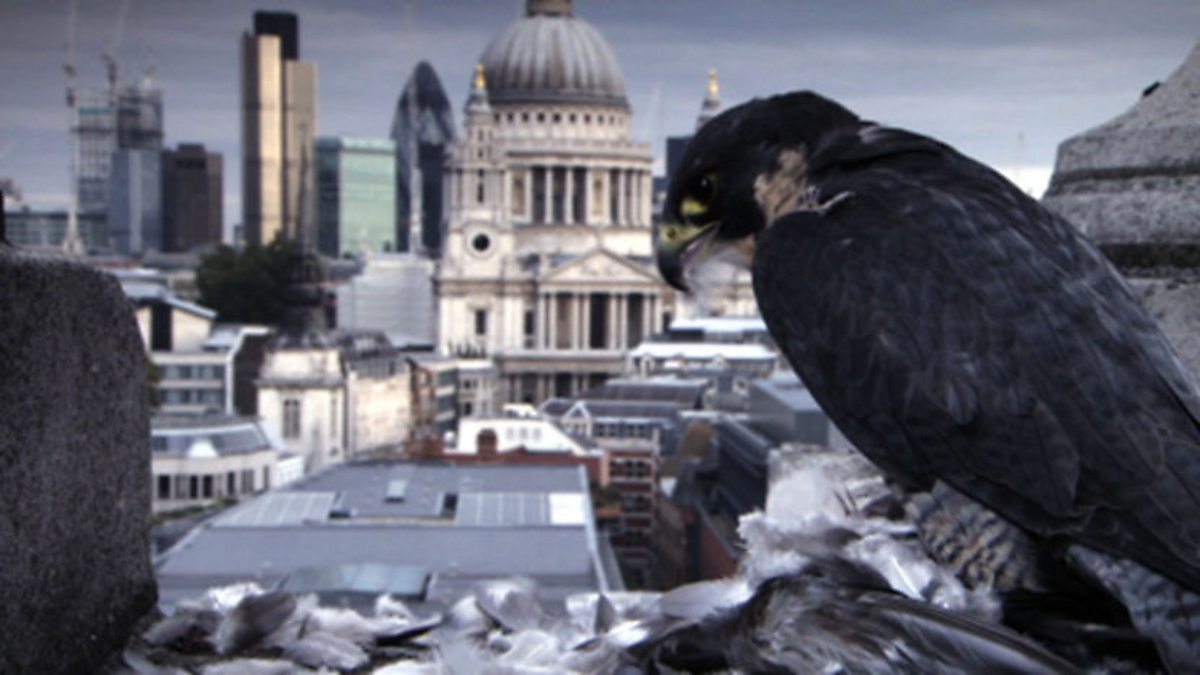 BBC One - Inside the Perfect Predator, Catch the pigeon