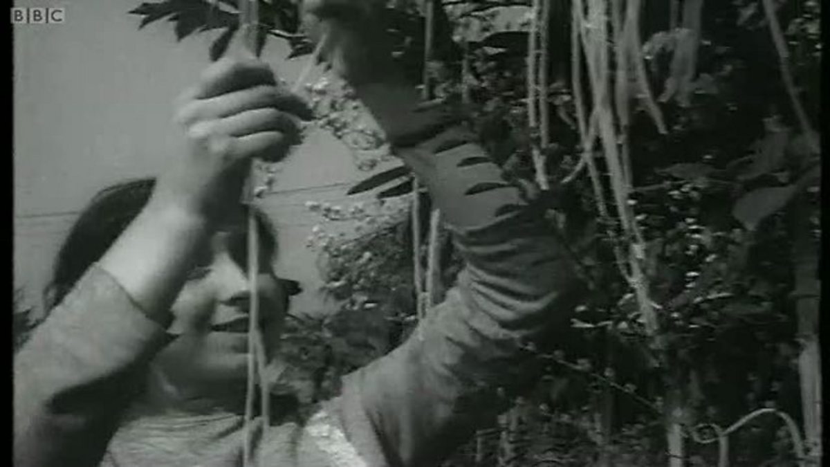 BBC - BBC Wildlife Finder, Spaghetti harvest