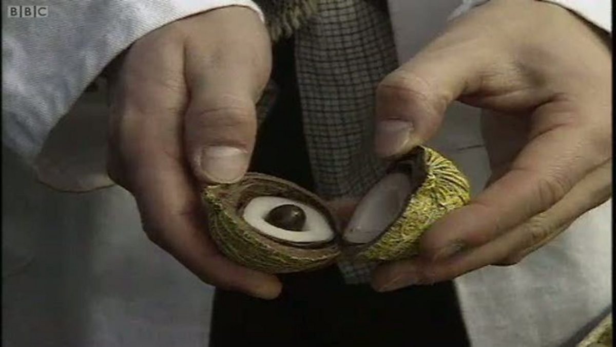 BBC - BBC Wildlife Finder, Chocolate delight