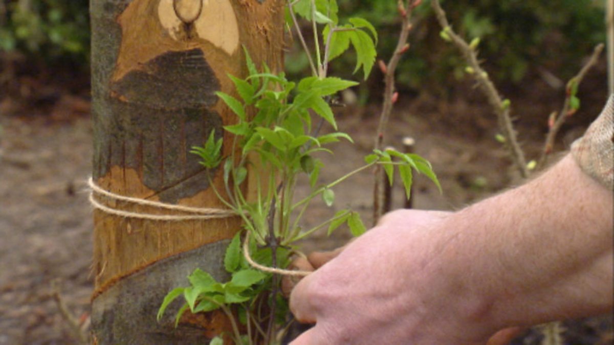 BBC Two - Gardeners' World, 2010, Episode 5, Toby plants clematis