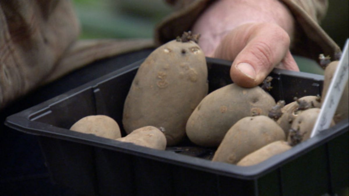 BBC Two - Gardeners' World, 2010, Episode 5, Toby plants potatoes