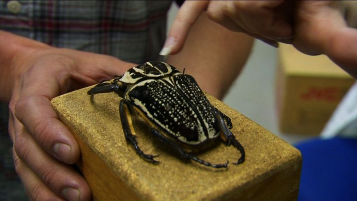 BBC Two - Museum of Life, The Power of Insects, The Murdered Beetle ...