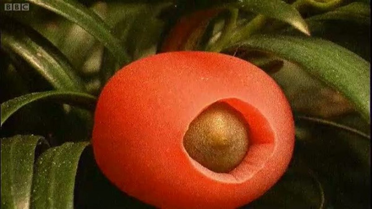 BBC Two - Living Britain, AUTUMN, Toxic trees