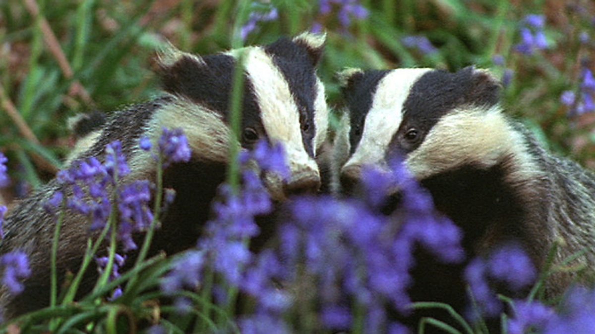 BBC Two - Living Britain, EARLY SUMMER, Badgers and bluebells