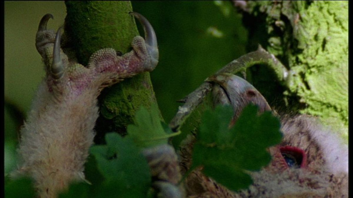 BBC Two - Natural World, 2003-2004, FIVE OWL FARM, Pre-flight chicks