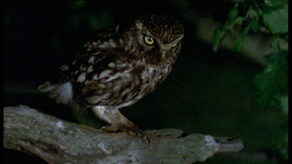 BBC Two - Natural World, 2003-2004, FIVE OWL FARM, Rival owls