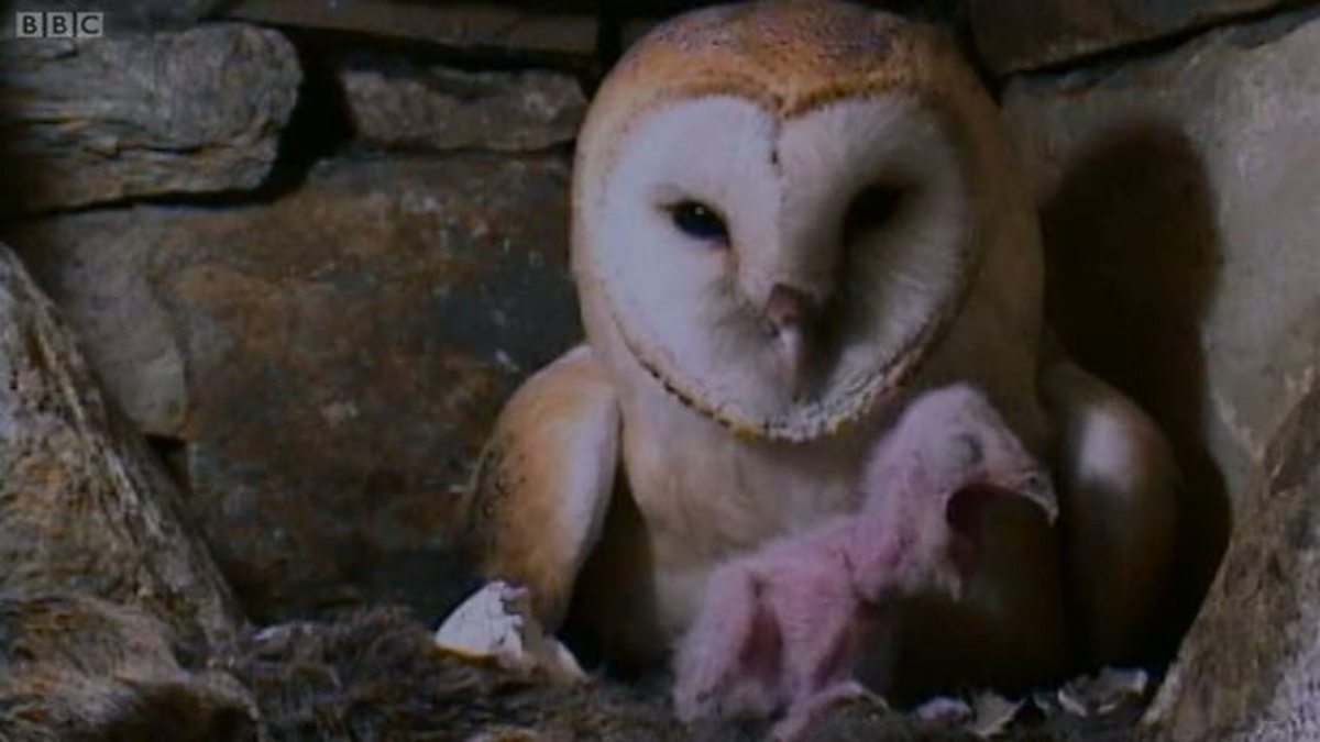 BBC Two - Natural World, 2003-2004, FIVE OWL FARM, Church owls
