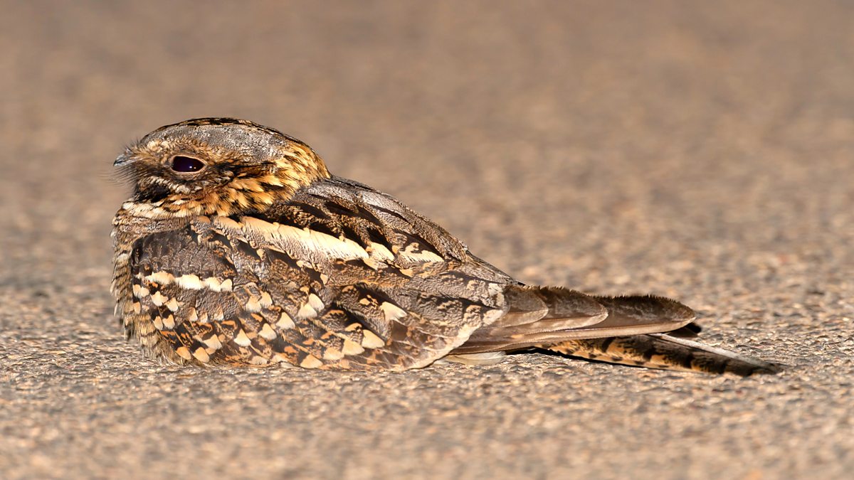 BBC Radio 4 - Tweet of the Day, Red-necked Nightjar