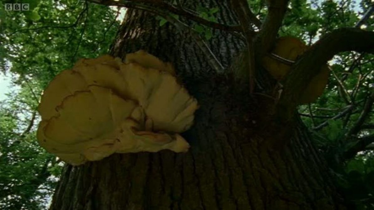 BBC Two - Natural World, 1999-2000, Millennium Oak, Fungal friends