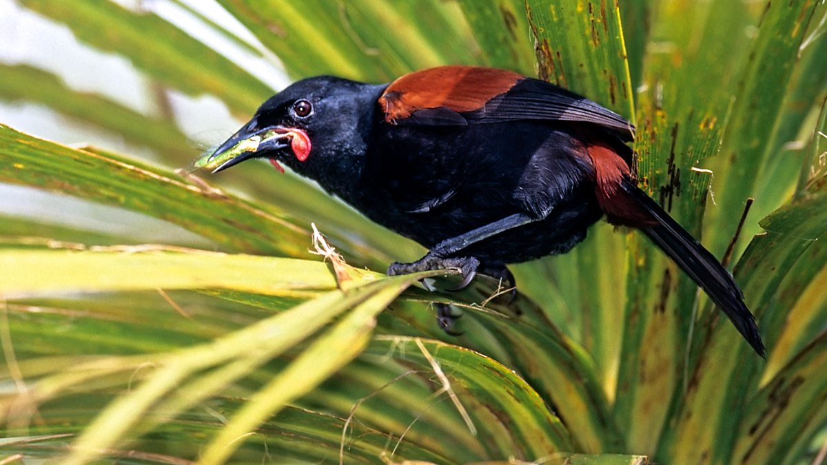 BBC Radio 4 - Tweet of the Day, Saddleback