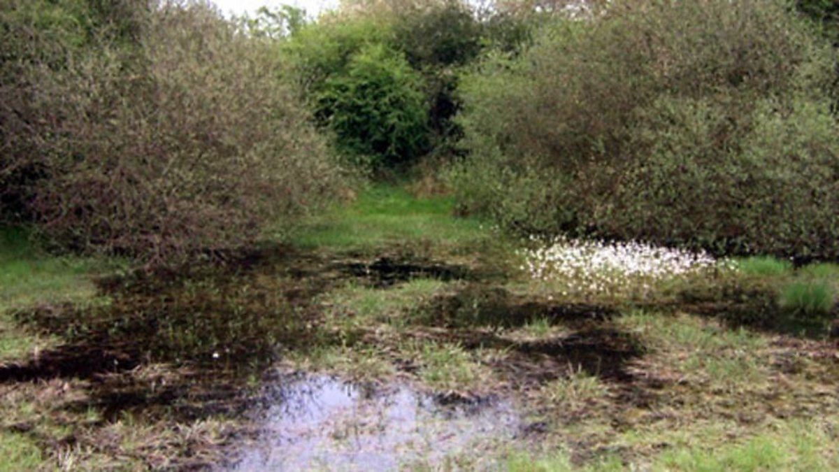 BBC Two - Nature's Calendar, Series 1, Spring: Moorland and Heaths ...