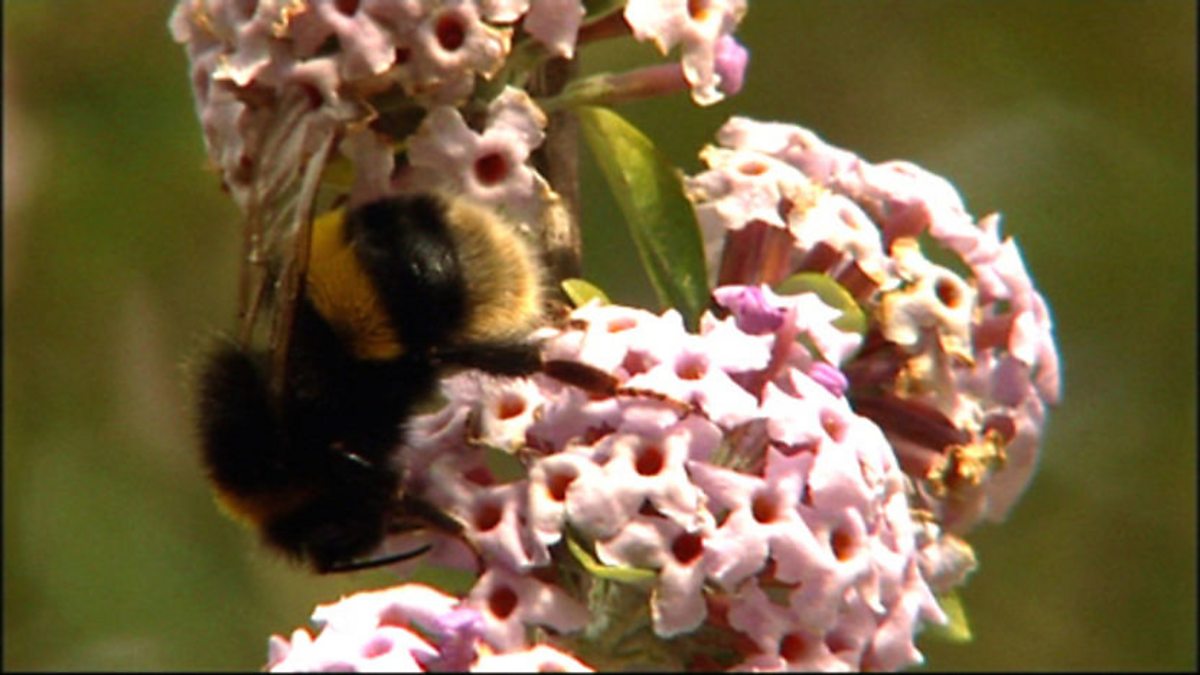 BBC - BBC Wildlife Finder, Brilliant Bees