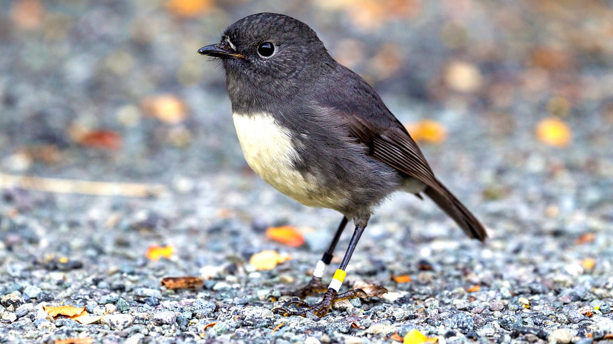 BBC Radio 4 - Tweet of the Day, New Zealand Robin