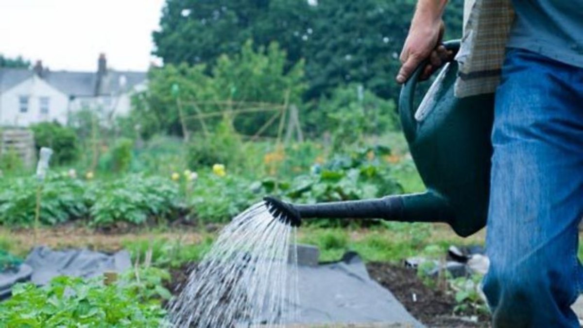 BBC - Dig In, Watering