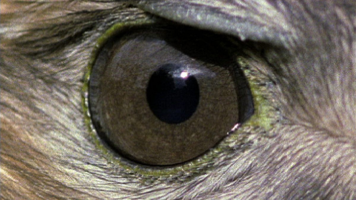 BBC Four - The Life of Birds, Meat-Eaters, Food on the run