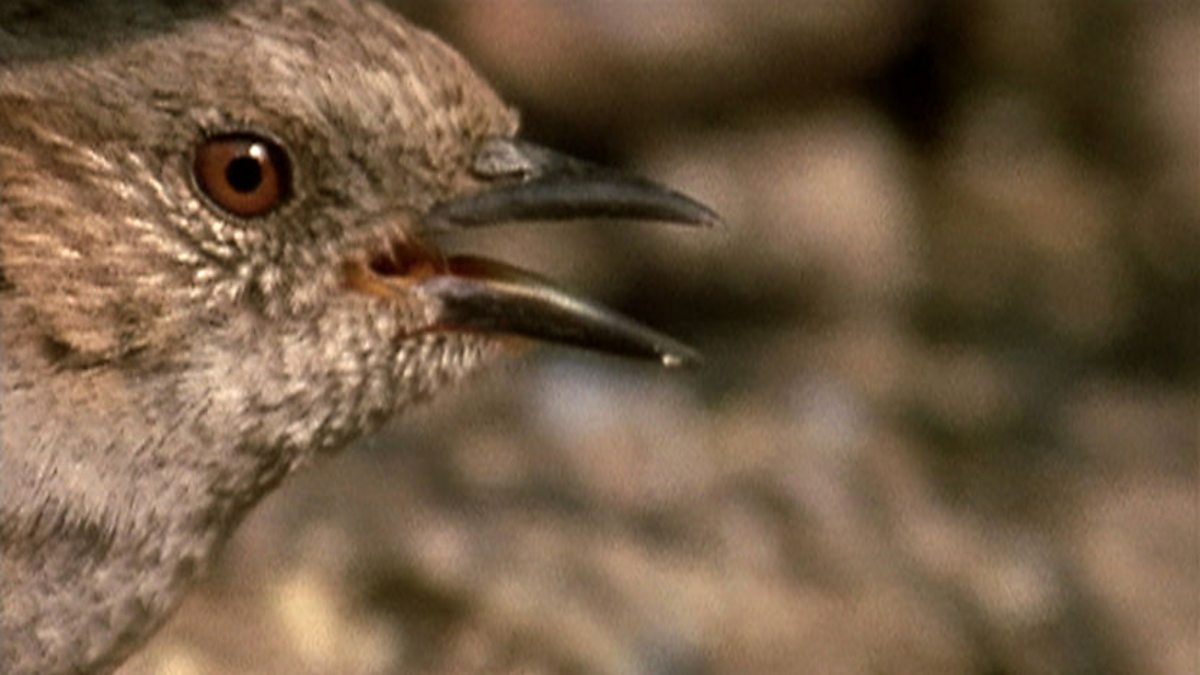 BBC Four - The Life of Birds, Finding Partners, Devoted dunnocks?