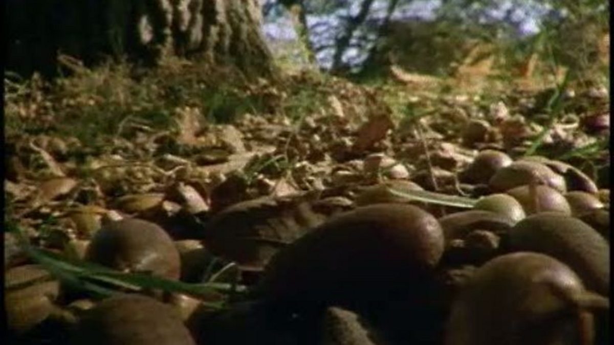 BBC Four - The Life of Birds, The Insatiable Appetite, Acorn harvest