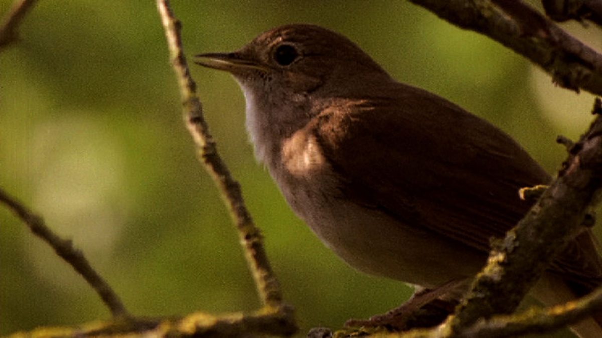 BBC Four - The Life of Birds, Signals and Songs, Super serenader