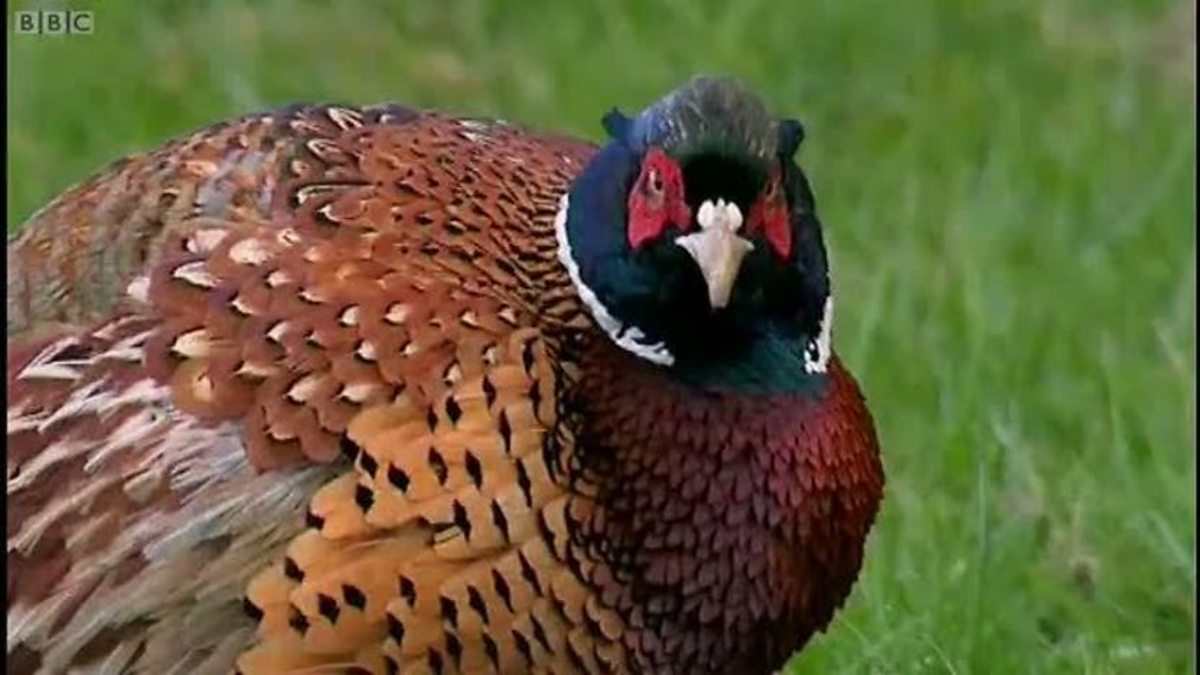 BBC Two - Bill Oddie's Top 10, Aliens, Exotic easterners