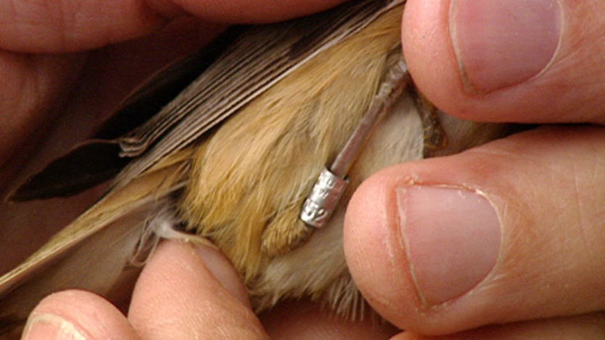 BBC Two - Springwatch, 2009, Episode 4, Bird ringing