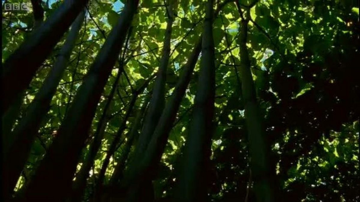 BBC Two - Bill Oddie's Top 10, Aliens, Bamboo on steroids