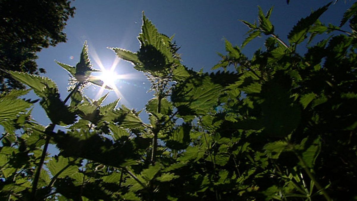BBC Two - Springwatch, 2009, Episode 7, Crowding out competition