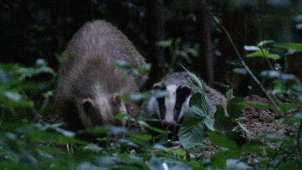 BBC Two - Springwatch, 2009, Episode 8, Ginger badger