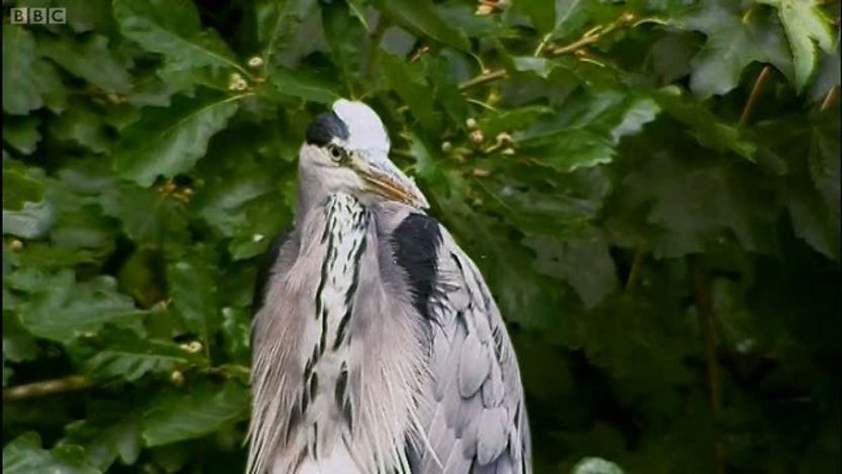 BBC Four - Bill Oddie's Top Ten Birds, Urban birds