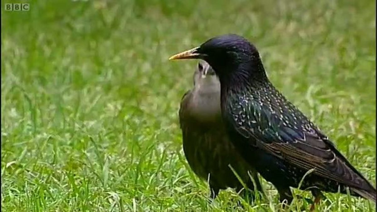 BBC Four - Bill Oddie's Top Ten Birds, Bully birds