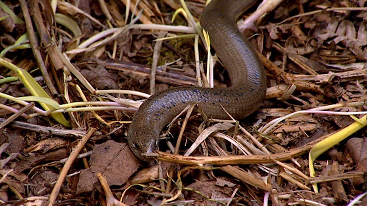 BBC Two - Bill Oddie Goes Wild, Series 1, Dorset, Lightning lizard