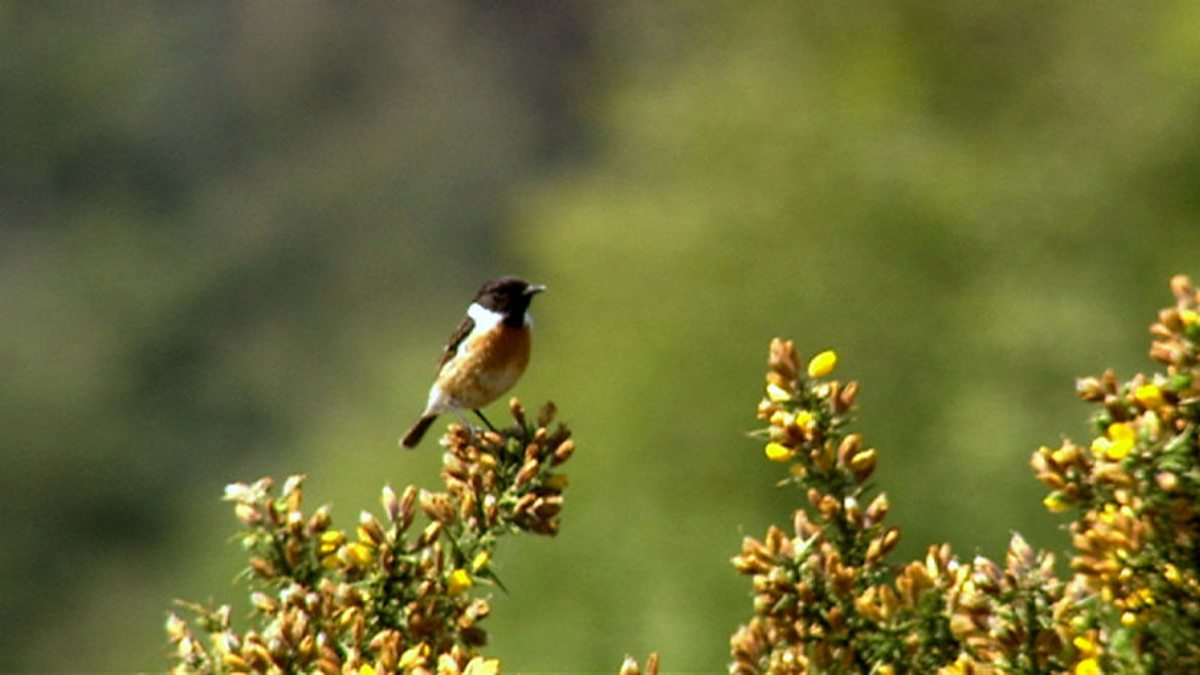 BBC Two - Bill Oddie Goes Wild, Series 2, Dartmoor, Dartmoor birds
