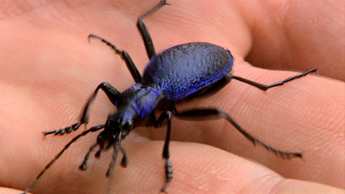 BBC Two - Bill Oddie Goes Wild, Series 2, Dartmoor, Blue beetle