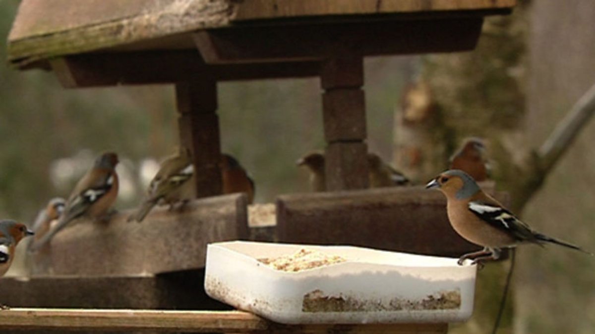 BBC Two - Springwatch, 2008, Episode 11, Food fights