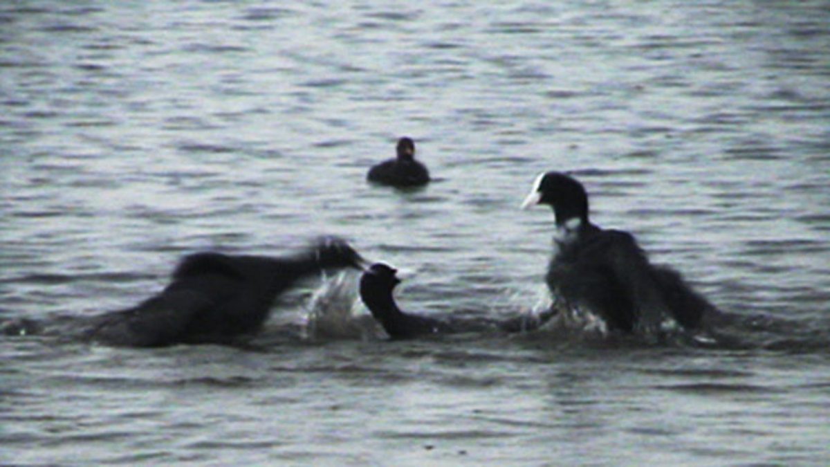 BBC Two - Springwatch, 2008, Episode 11, Scrape scraps