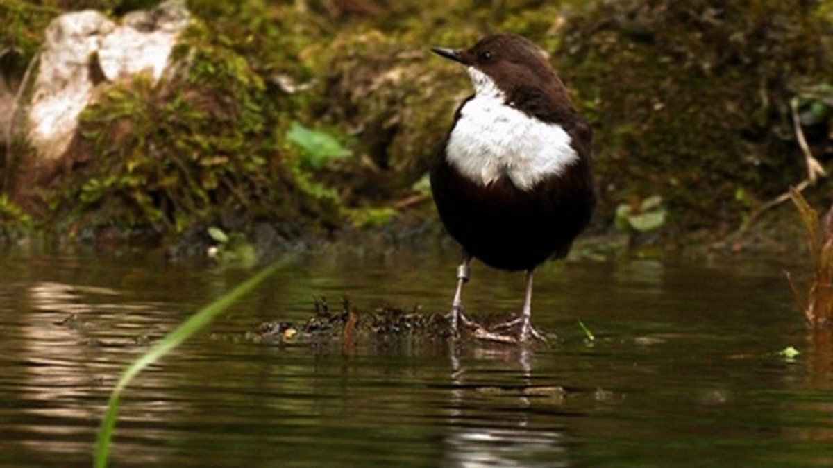 BBC Two - Springwatch, 2008, Episode 11, Dipper dale